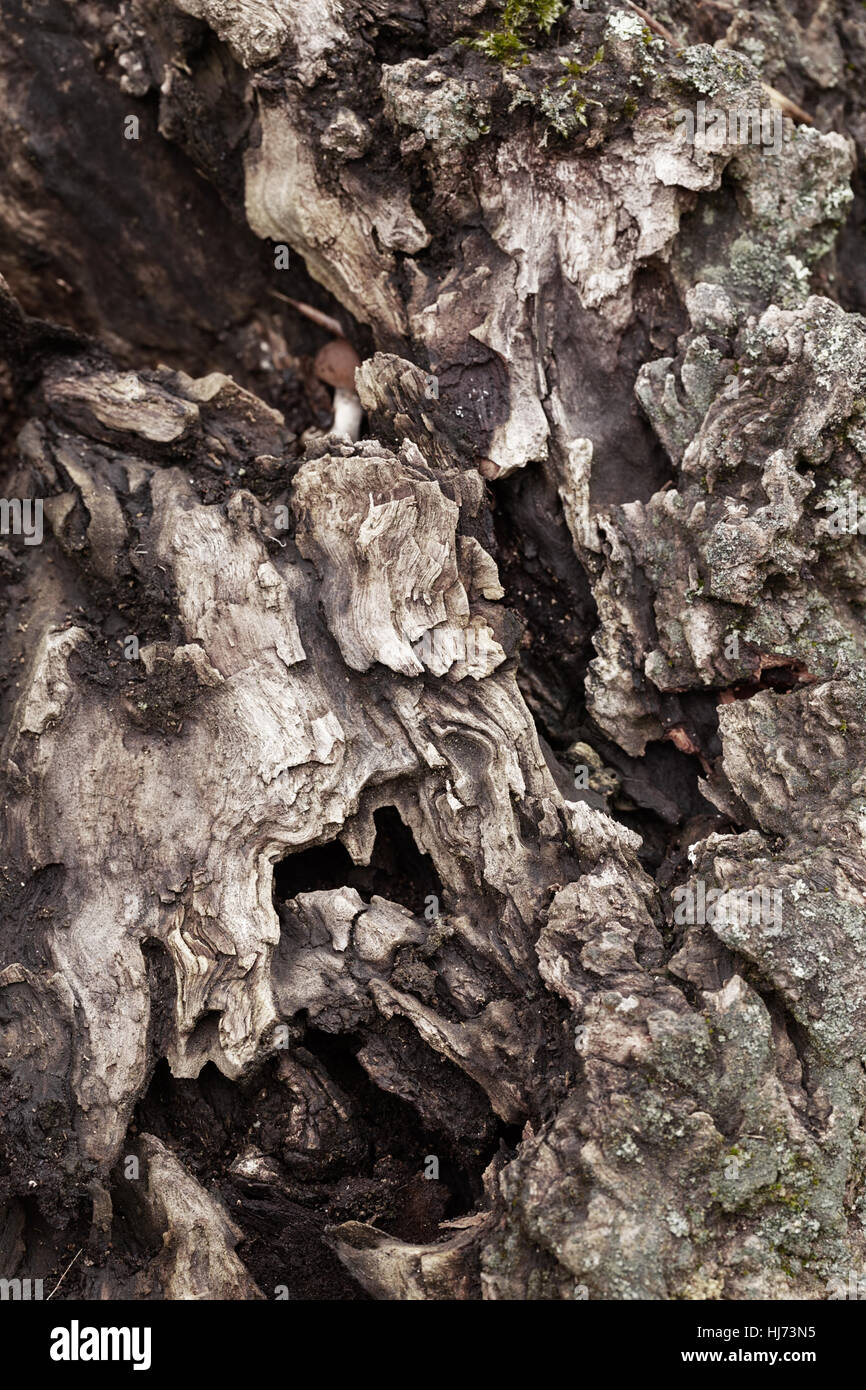 tree bark in nature, note shallow depth of field Stock Photo - Alamy