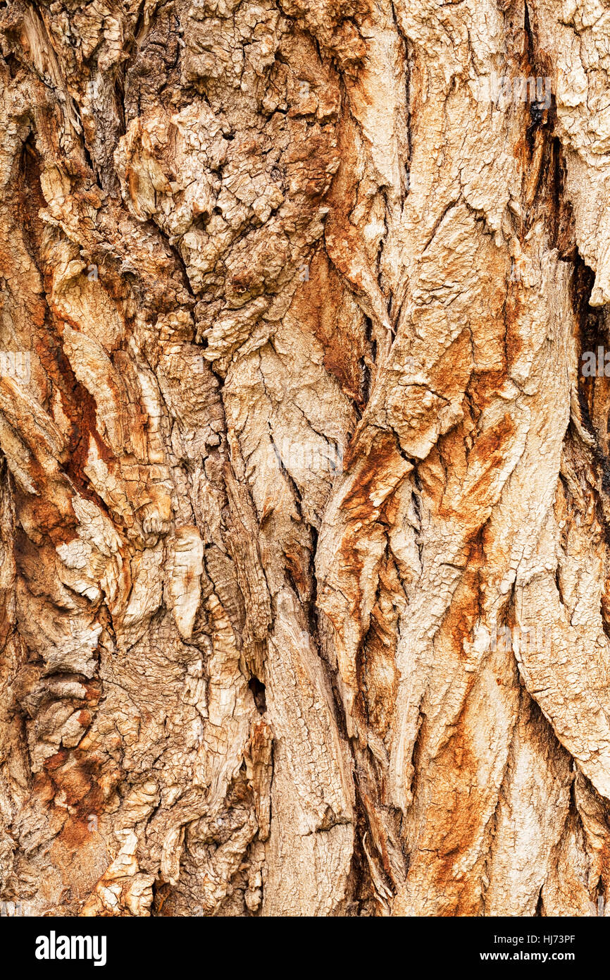 tree bark in nature, note shallow depth of field Stock Photo - Alamy