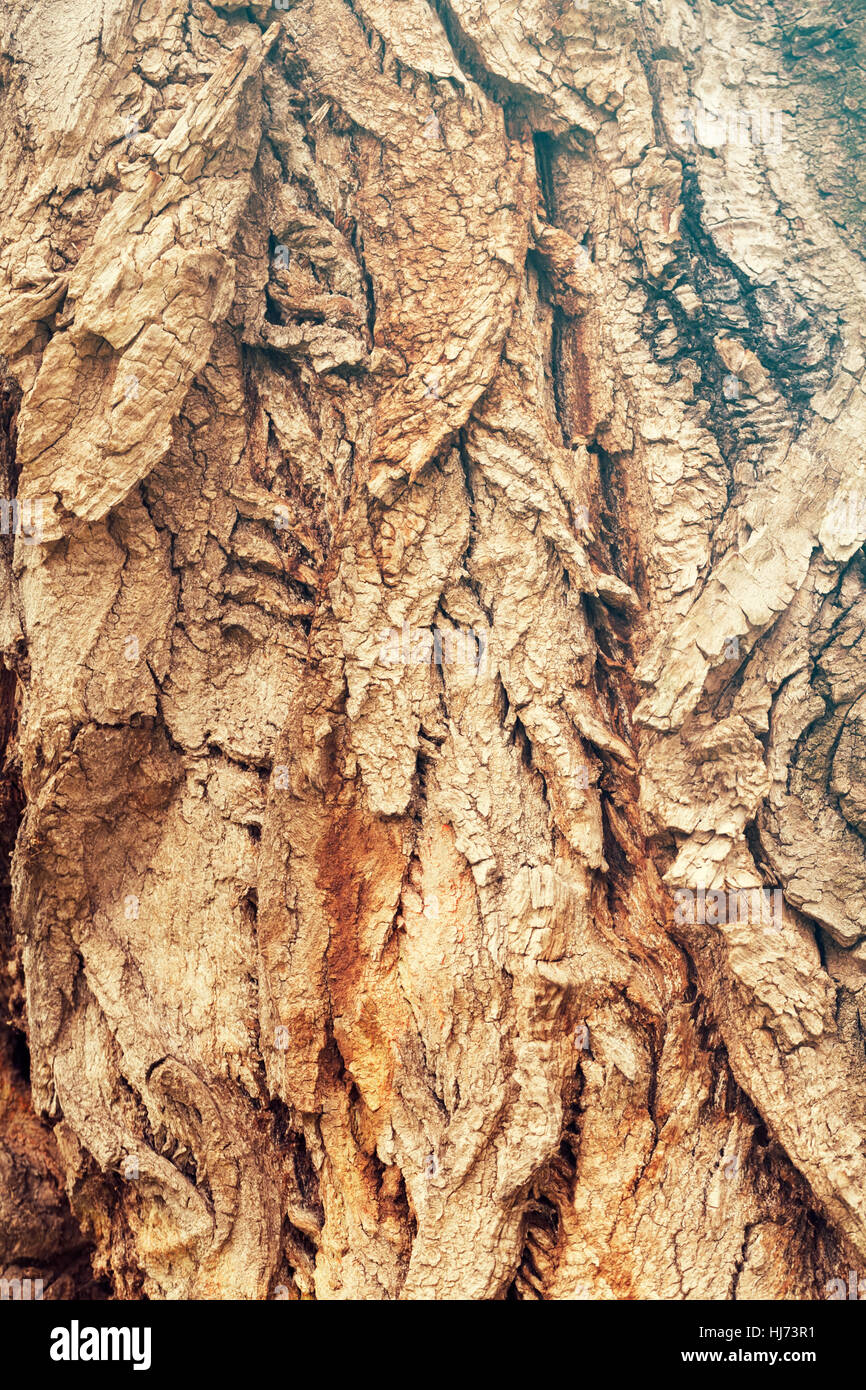 tree bark in nature, note shallow depth of field Stock Photo - Alamy