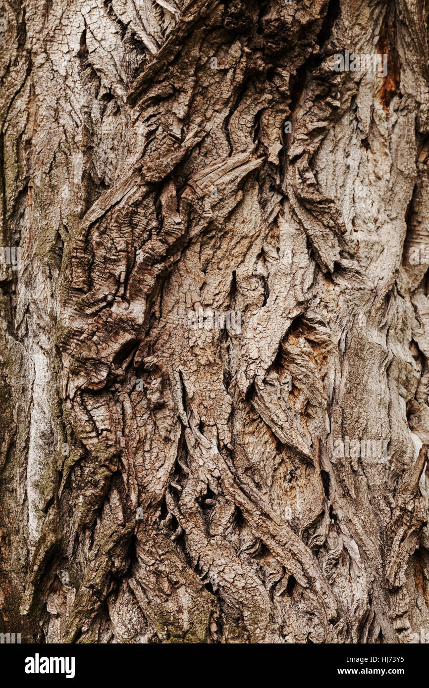 very old tree bark in nature, note shallow depth of field Stock Photo ...