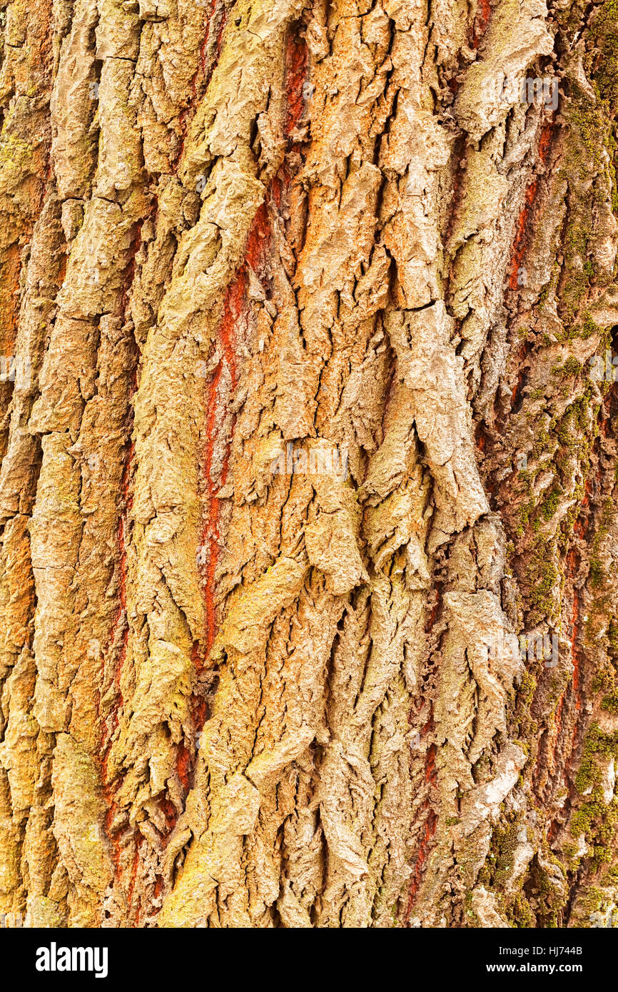tree bark in nature, note shallow depth of field Stock Photo - Alamy