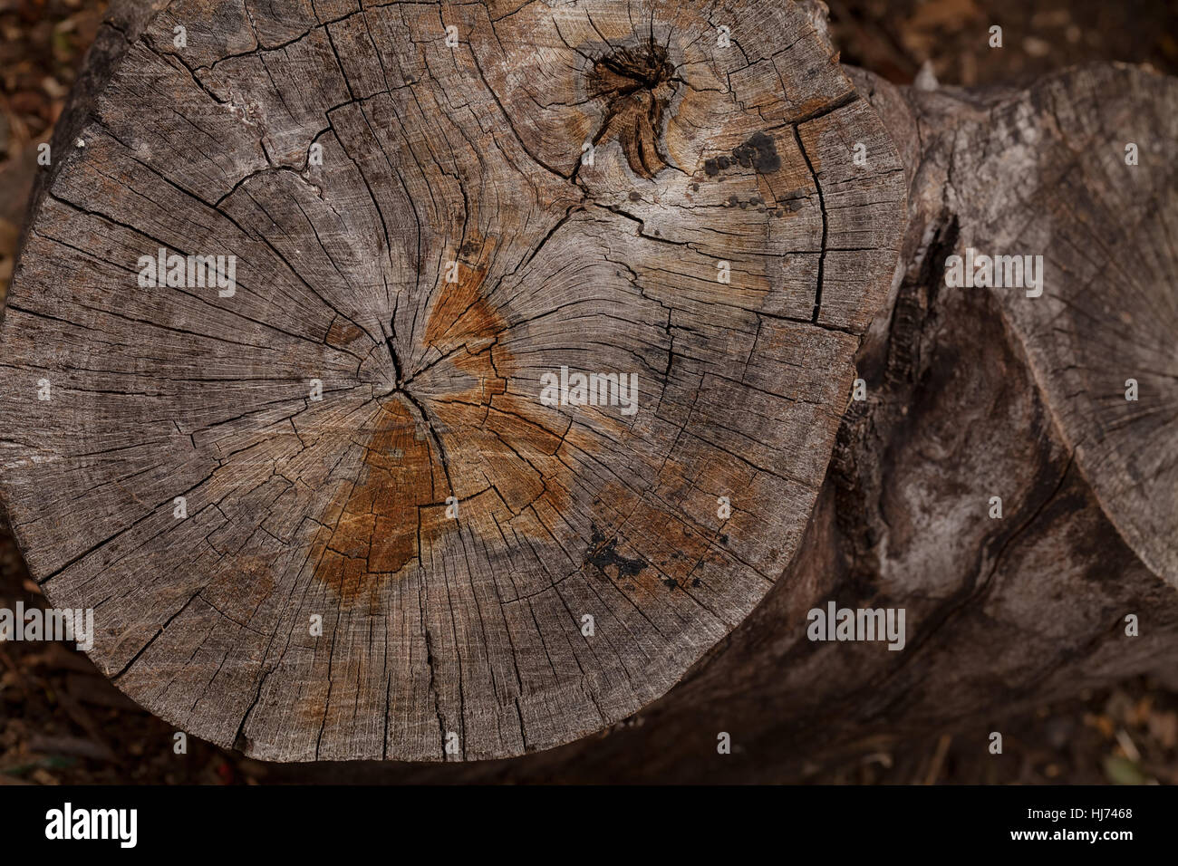 a wood tree at the intersection in nature, note shallow depth of field ...