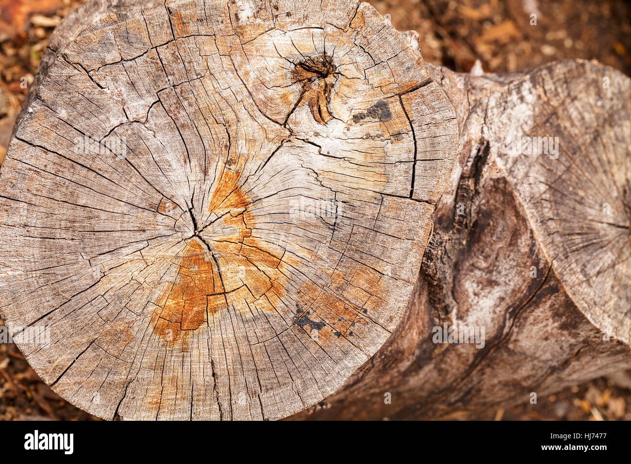 a wood tree at the intersection in nature, note shallow depth of field ...