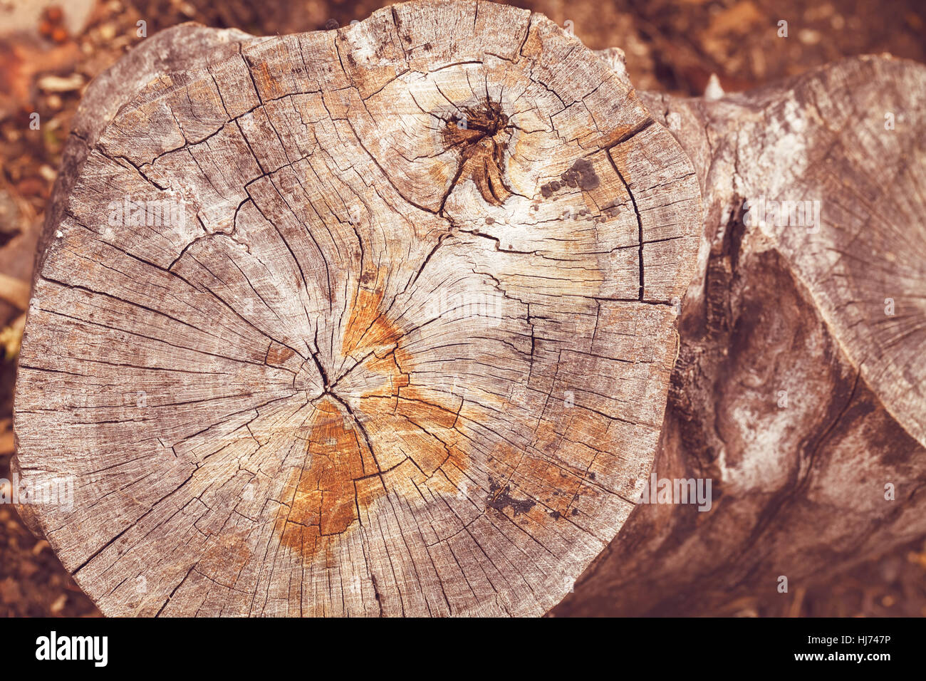 a wood tree at the intersection in nature, note shallow depth of field ...