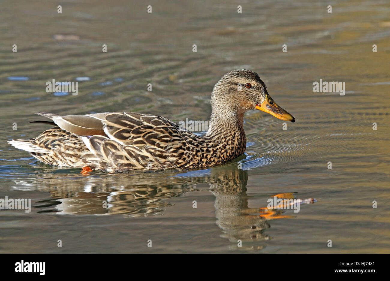 ducks, waterfowls, geese, waterfowl, mallard, bird, birds, ducks, duck ...