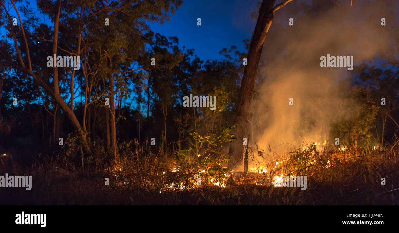 danger, australia, fire, conflagration, cockatoo, forest fire, danger ...