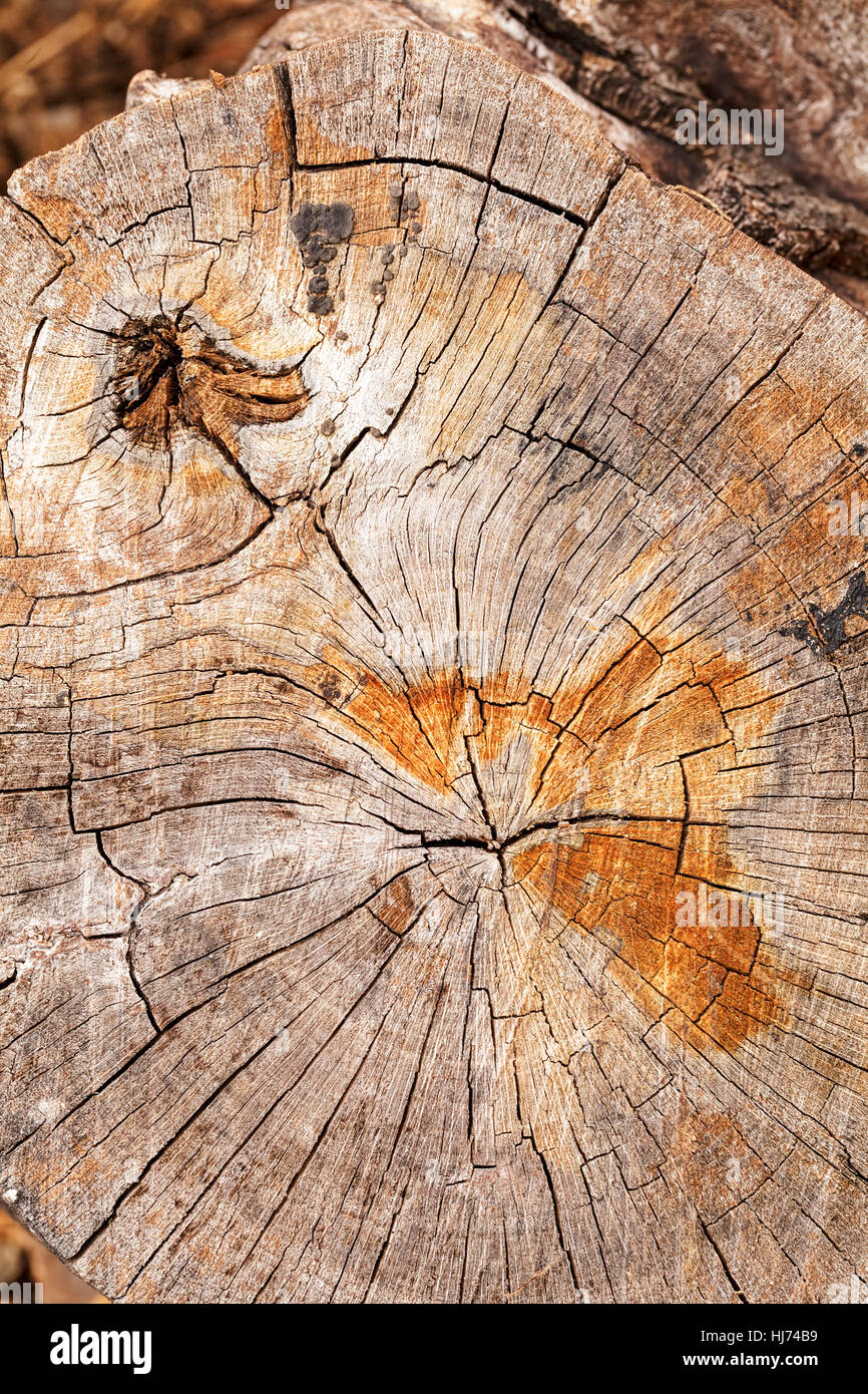 a wood tree at the intersection in nature, note shallow depth of field ...