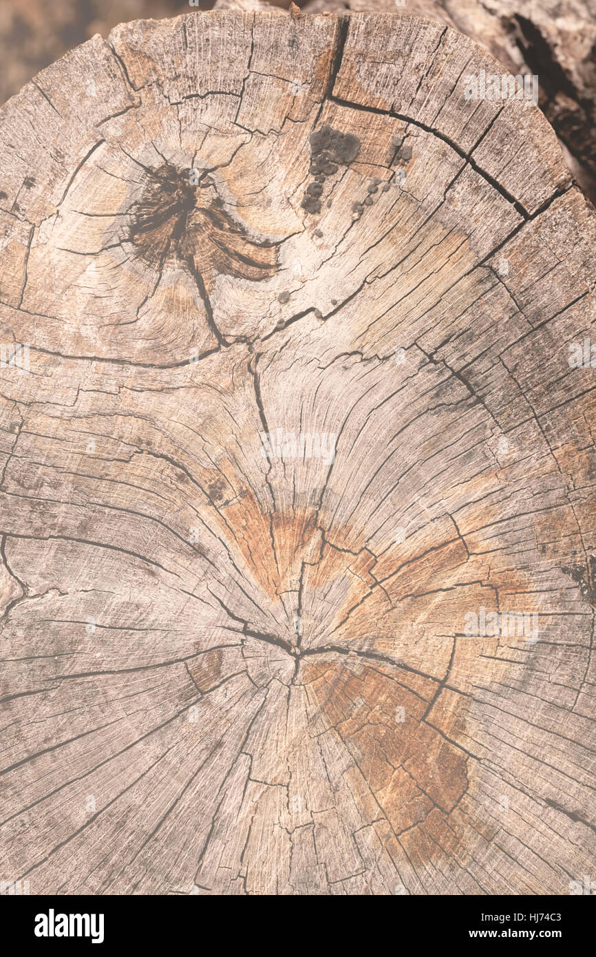 a wood tree at the intersection in nature, note shallow depth of field ...