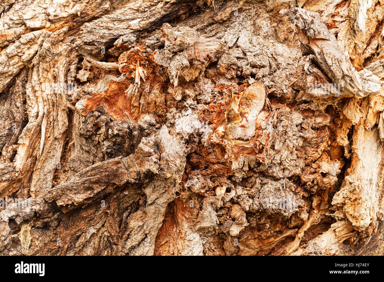 tree bark in nature, note shallow depth of field Stock Photo - Alamy