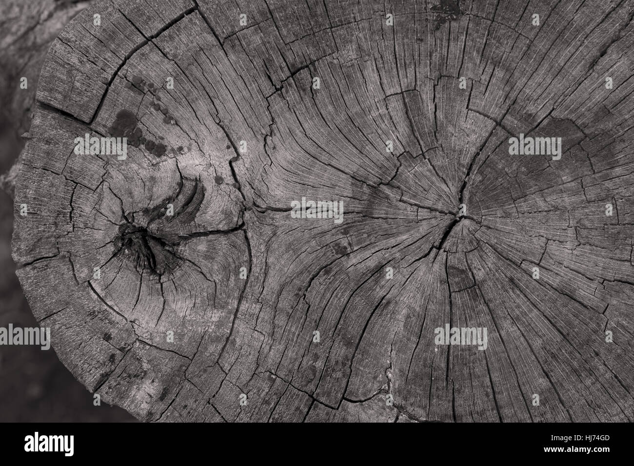 a wood tree at the intersection in nature, note shallow depth of field ...