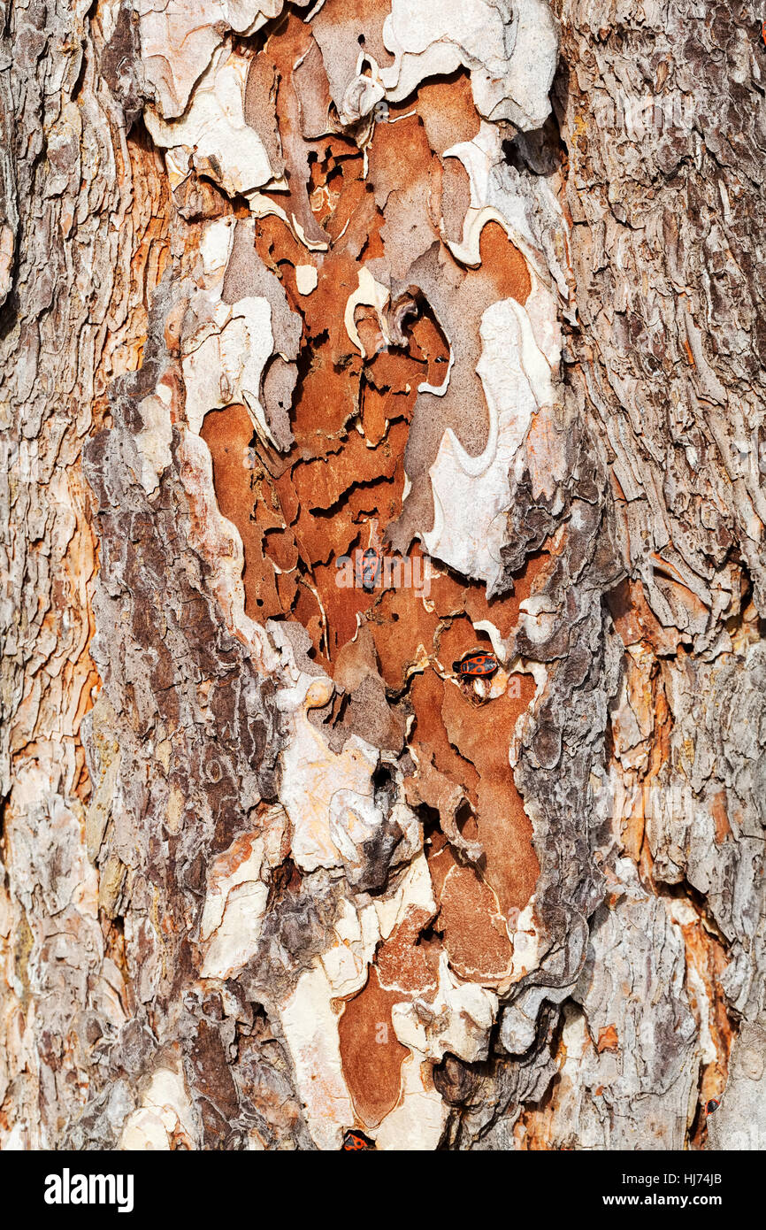 tree bark in nature, note shallow depth of field Stock Photo - Alamy