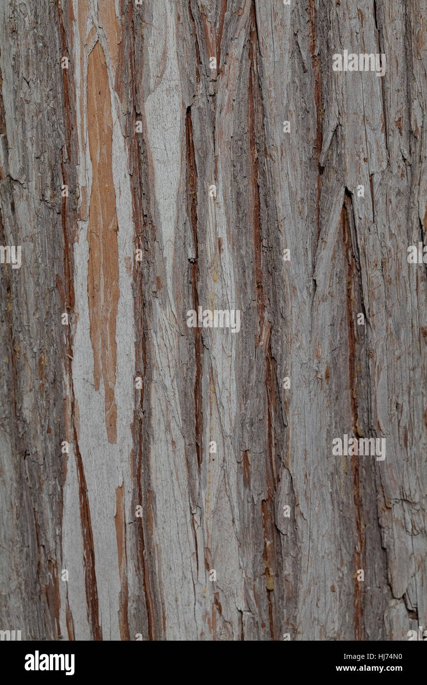 tree bark in nature, note shallow depth of field Stock Photo - Alamy