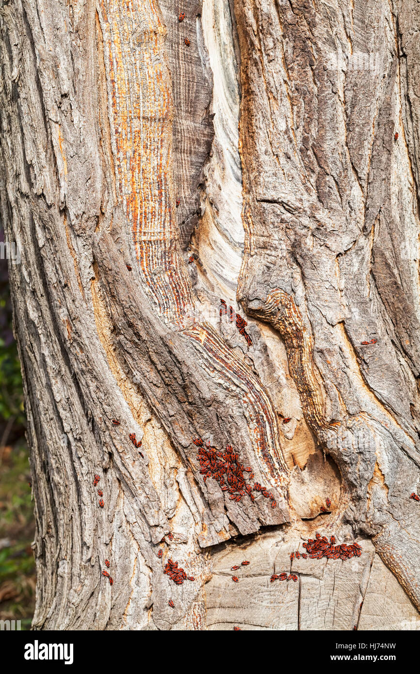 tree bark in nature, note shallow depth of field Stock Photo - Alamy