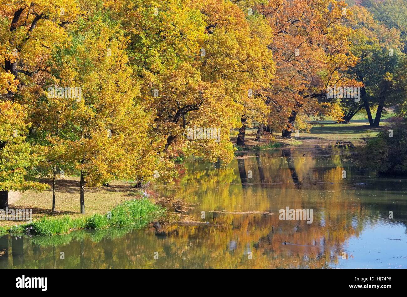 oak tree in autumn - oak tree in fall 07 Stock Photo - Alamy