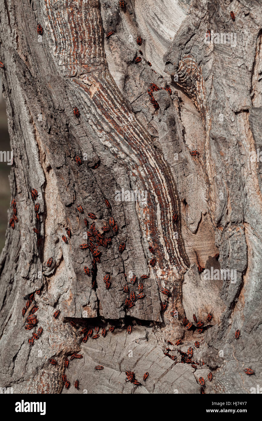 tree bark in nature, note shallow depth of field Stock Photo - Alamy