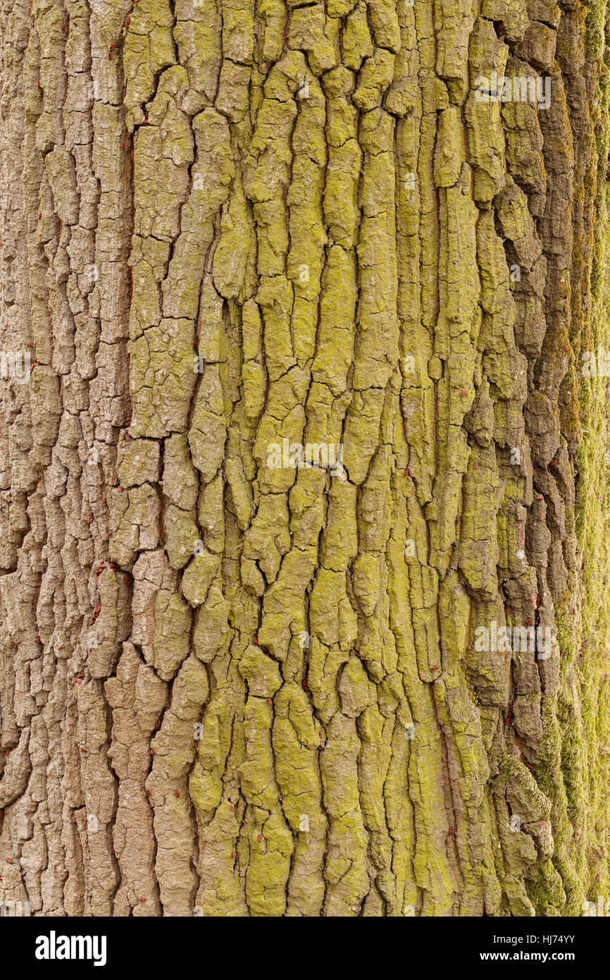 tree bark in nature, note shallow depth of field Stock Photo - Alamy