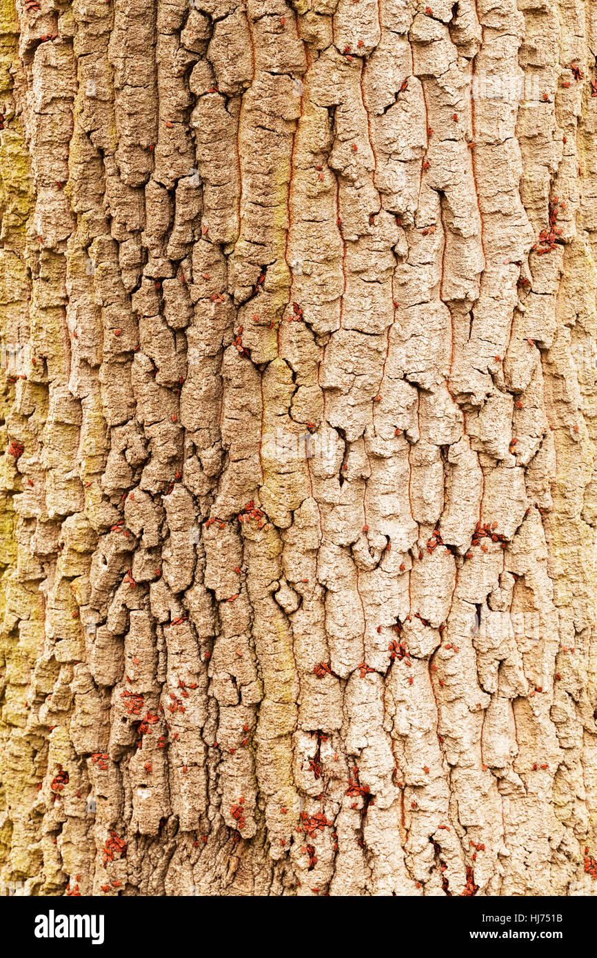 tree bark in nature, note shallow depth of field Stock Photo - Alamy