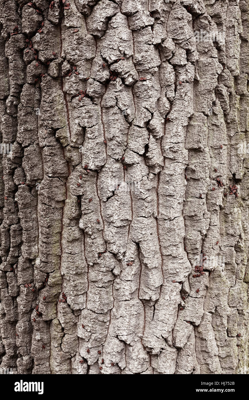 tree bark in nature, note shallow depth of field Stock Photo - Alamy