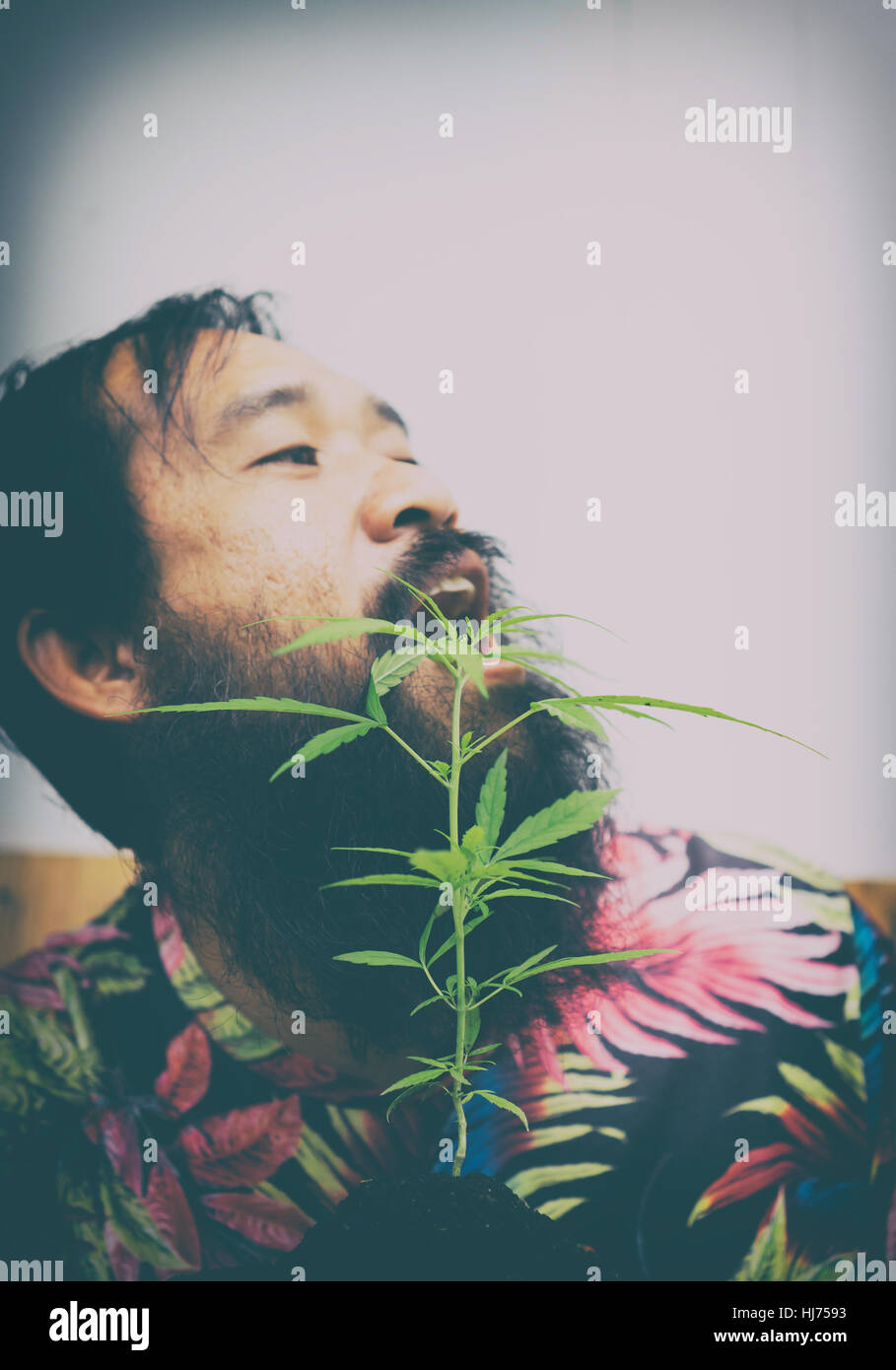 Green cannabis leaf in hand hi-res stock photography and images - Alamy