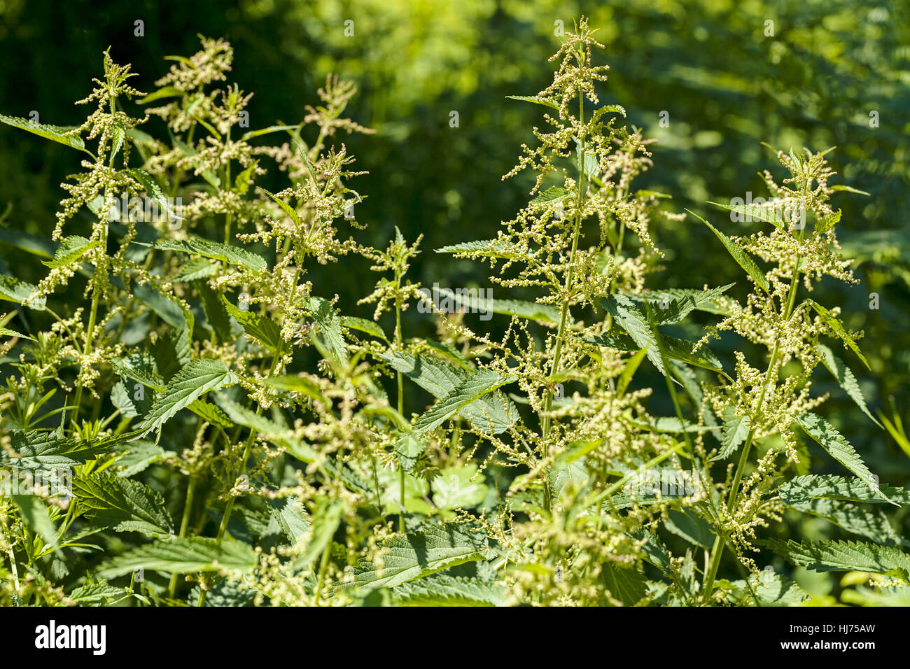 Tall stinging nettle hi-res stock photography and images - Alamy