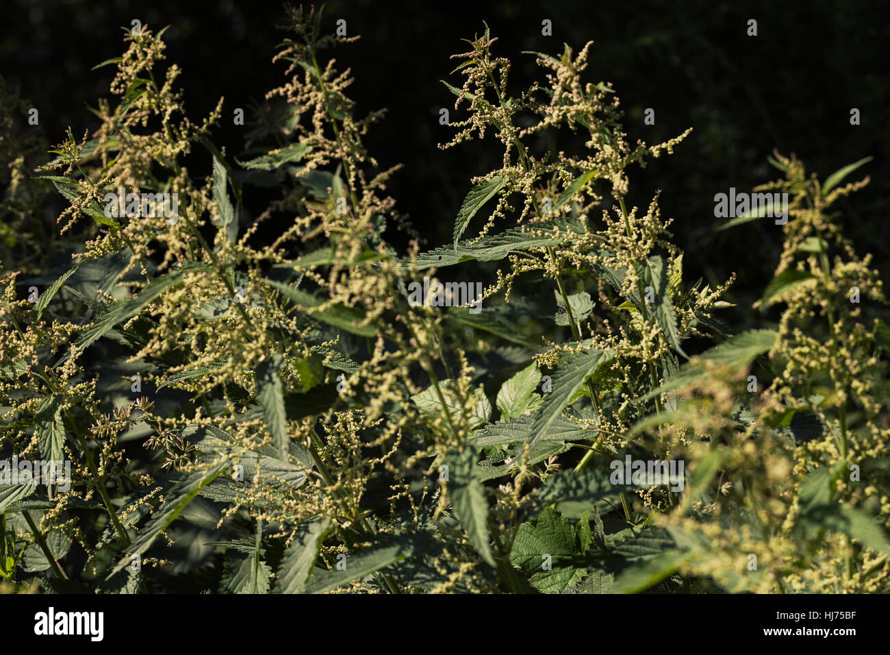Tall stinging nettle hi-res stock photography and images - Alamy