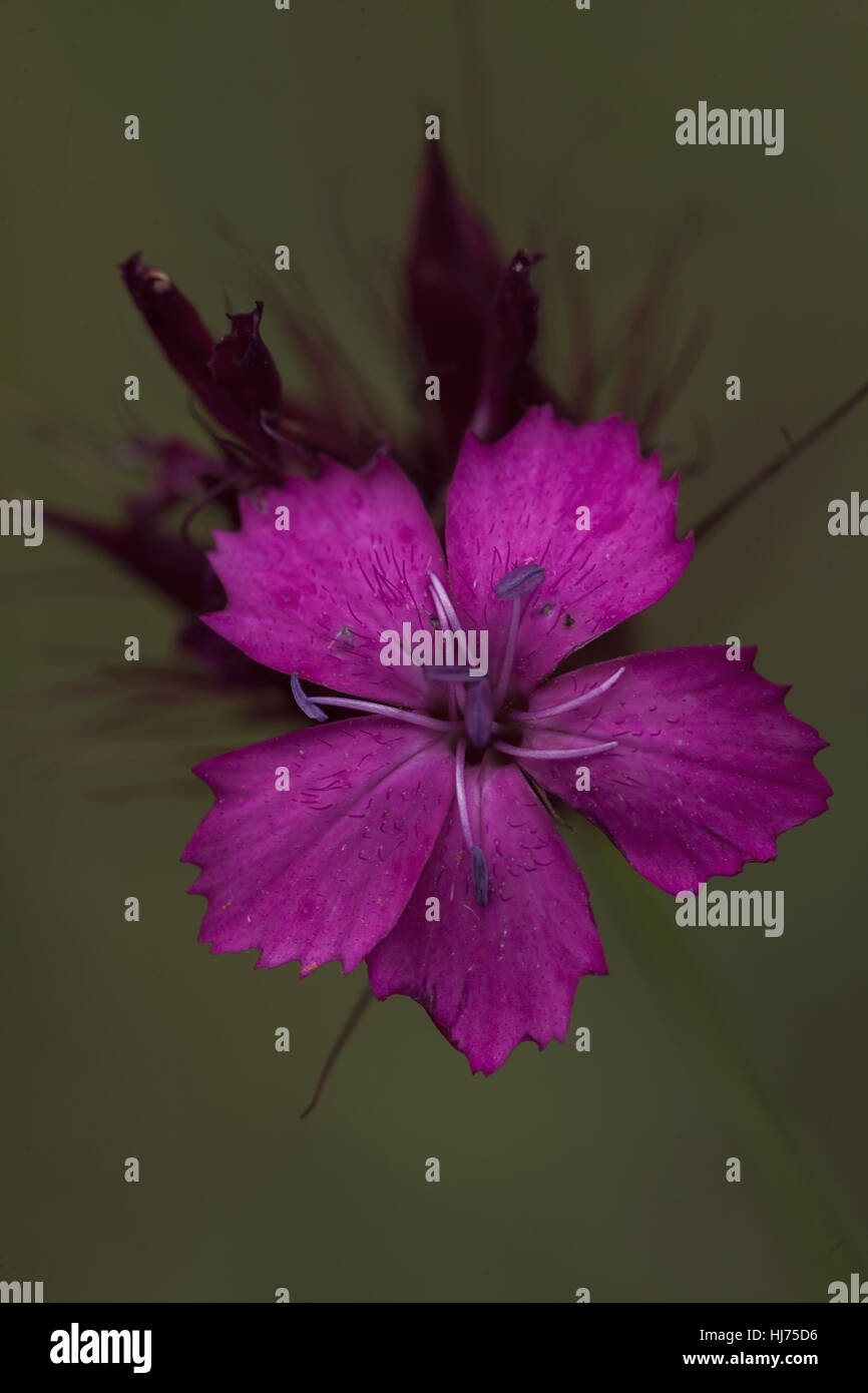 wild carnation flower on a green background, note shallow depth of ...