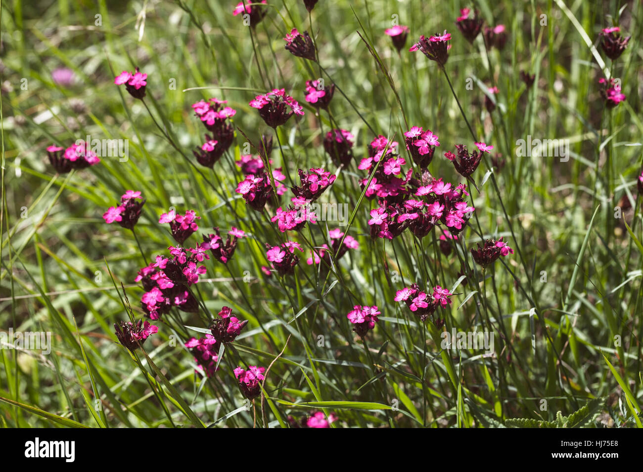 wild carnations bloomed in the grass, note shallow depth of field Stock ...