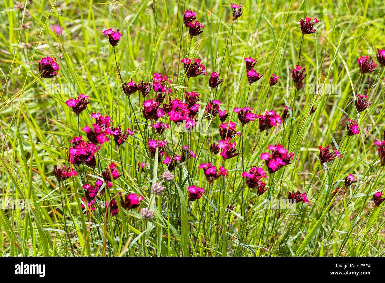 wild carnations bloomed in the grass, note shallow depth of field Stock ...