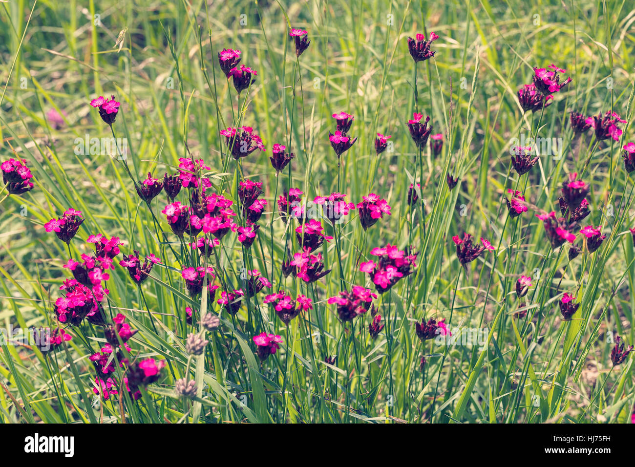 wild carnations bloomed in the grass, note shallow depth of field Stock Photo - Alamy