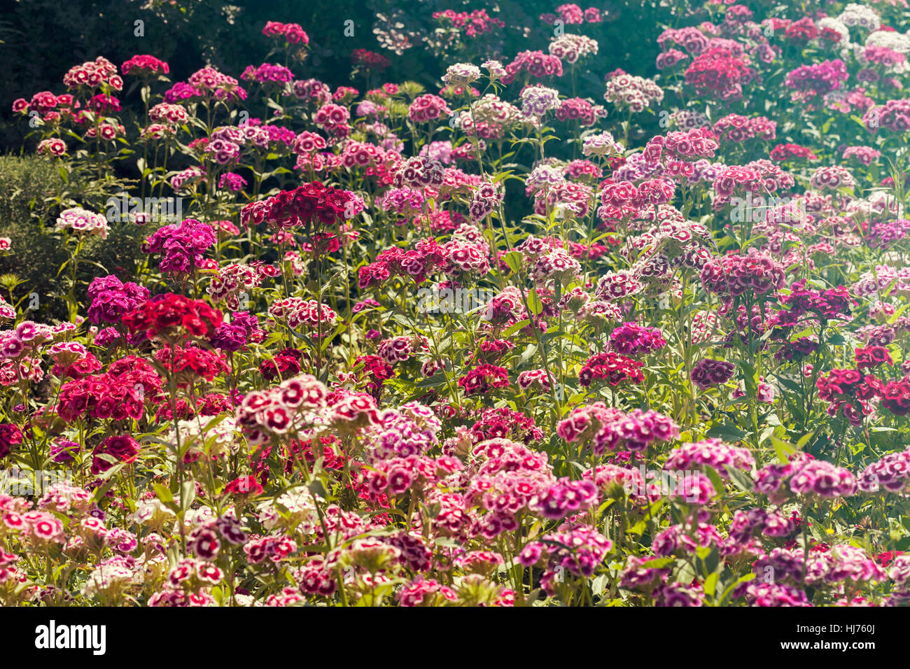 wild carnation flower in the field, note shallow depth of field Stock ...