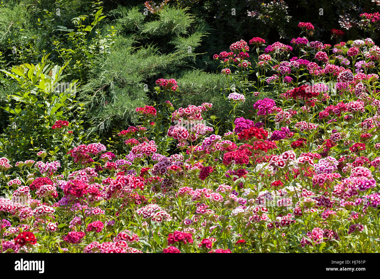 wild carnation flower in the field, note shallow depth of field Stock ...