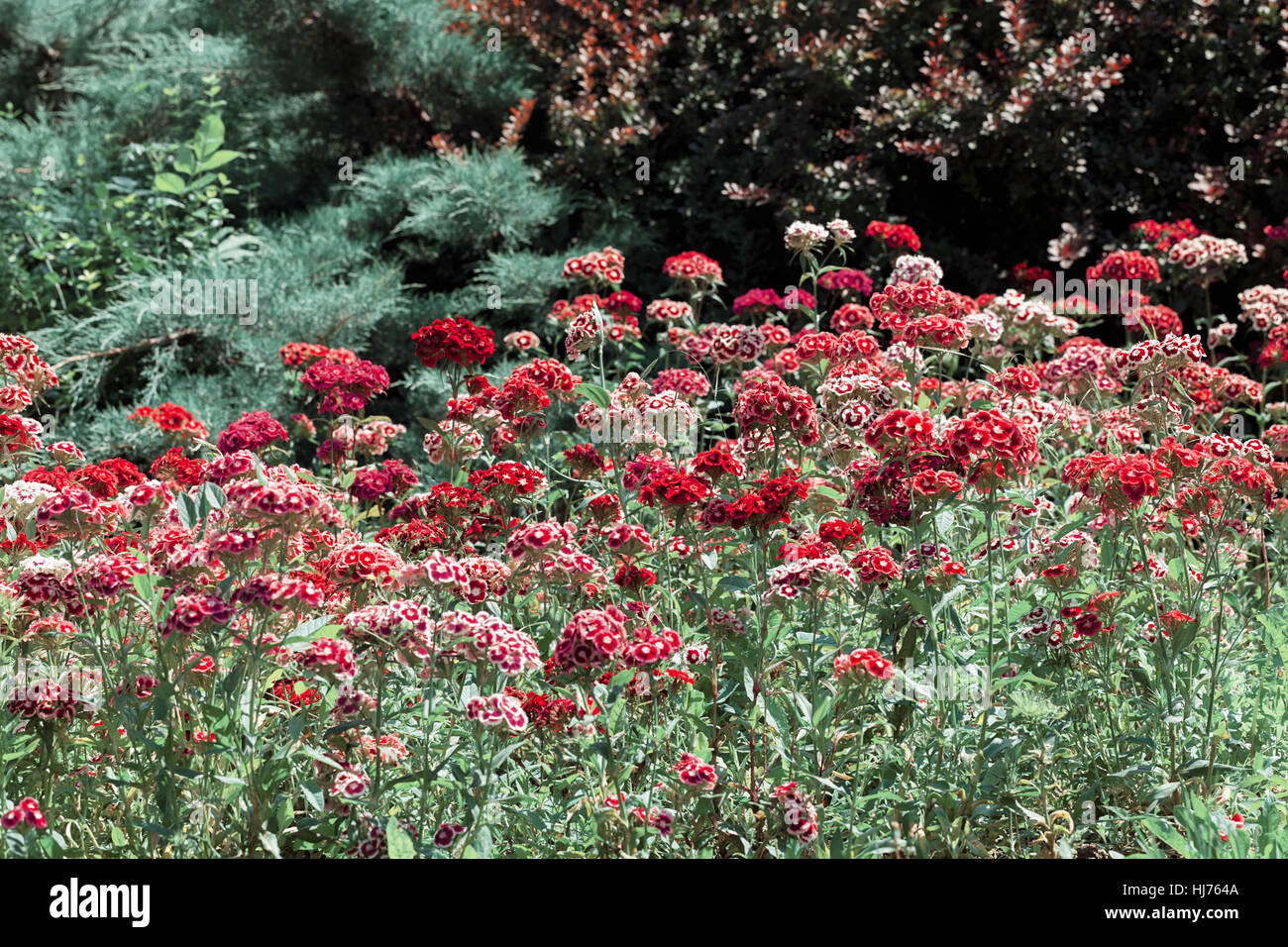 wild carnation flower in the field, note shallow depth of field Stock ...