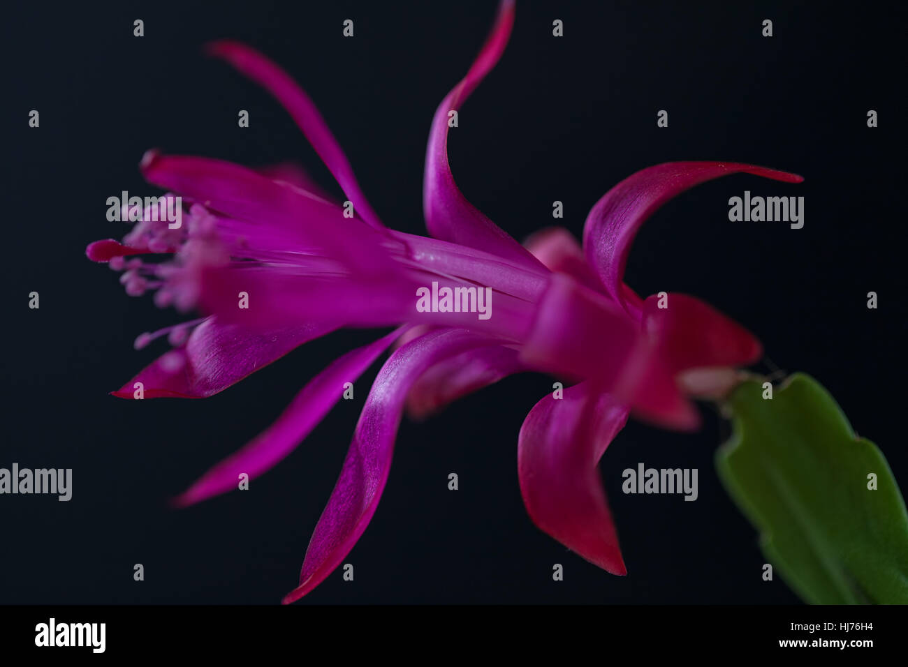 beautiful pink flower on the dark background, note shallow depth of ...