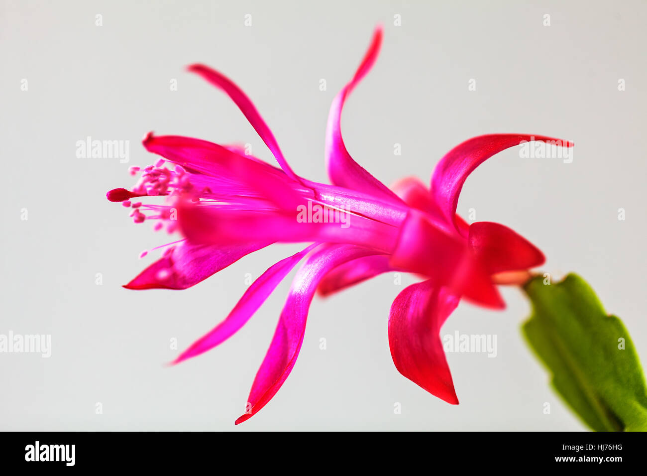 beautiful pink flower on light background, note shallow depth of field ...