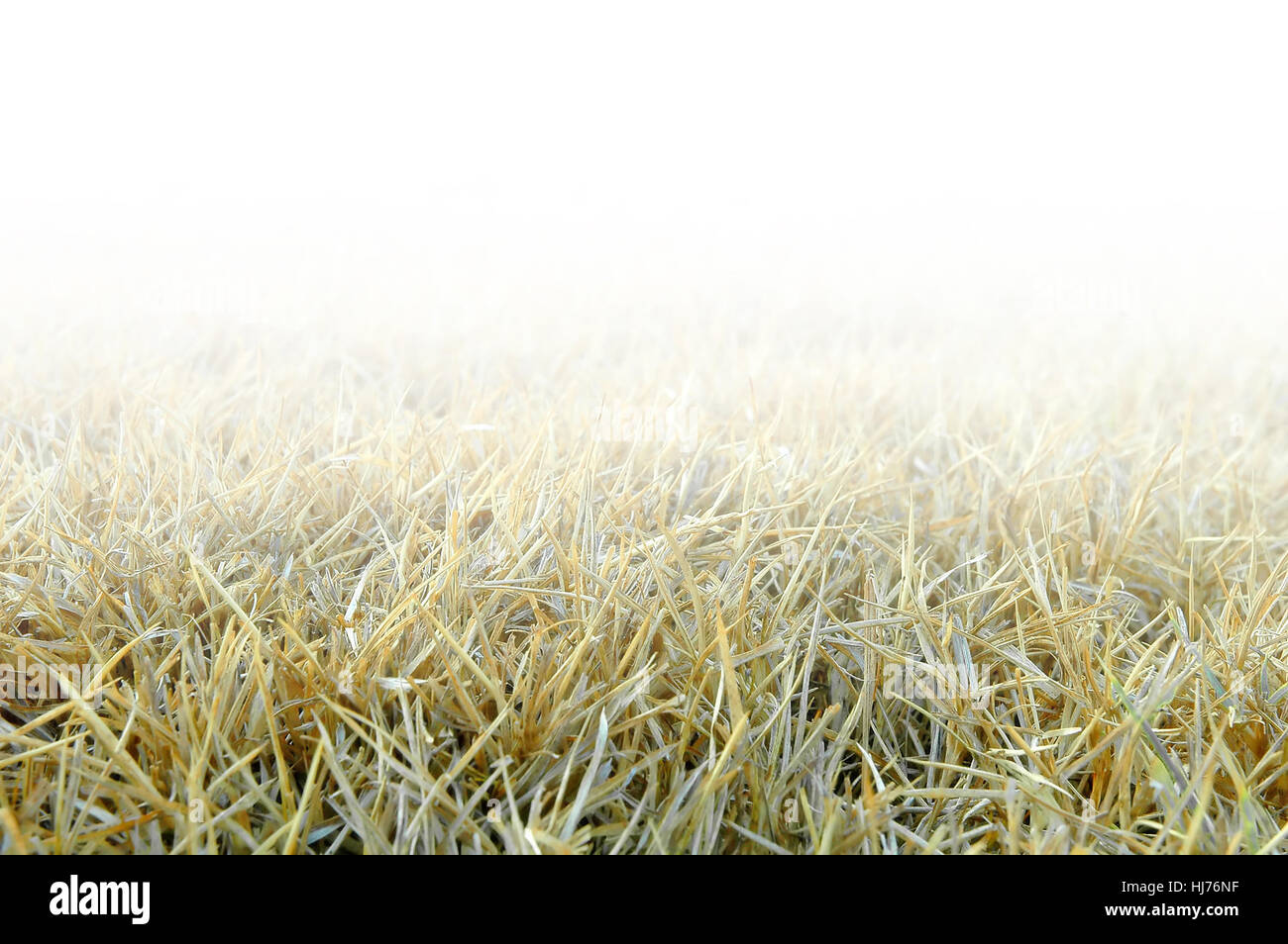 dried, meadow, grass, lawn, green, environment, enviroment, closeup ...