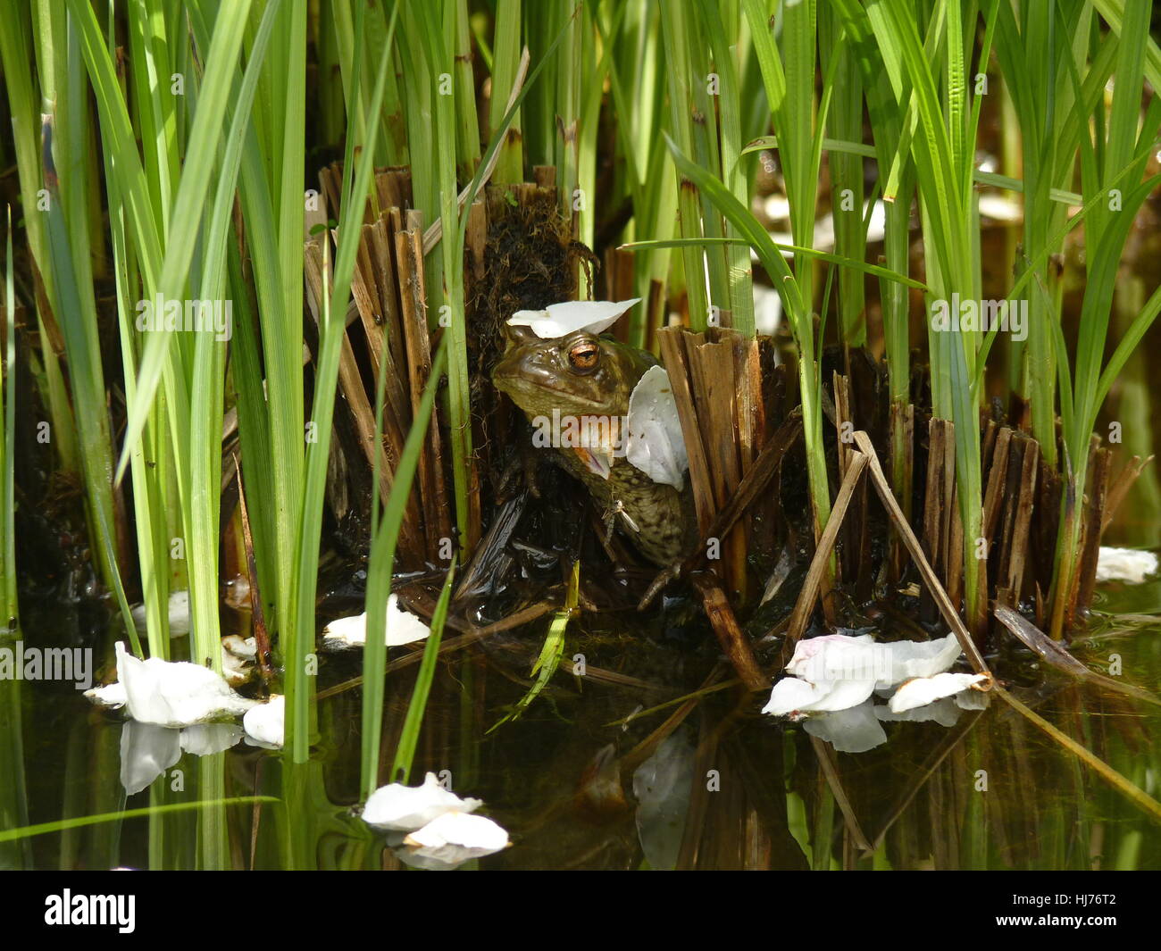 False toad hi-res stock photography and images - Alamy