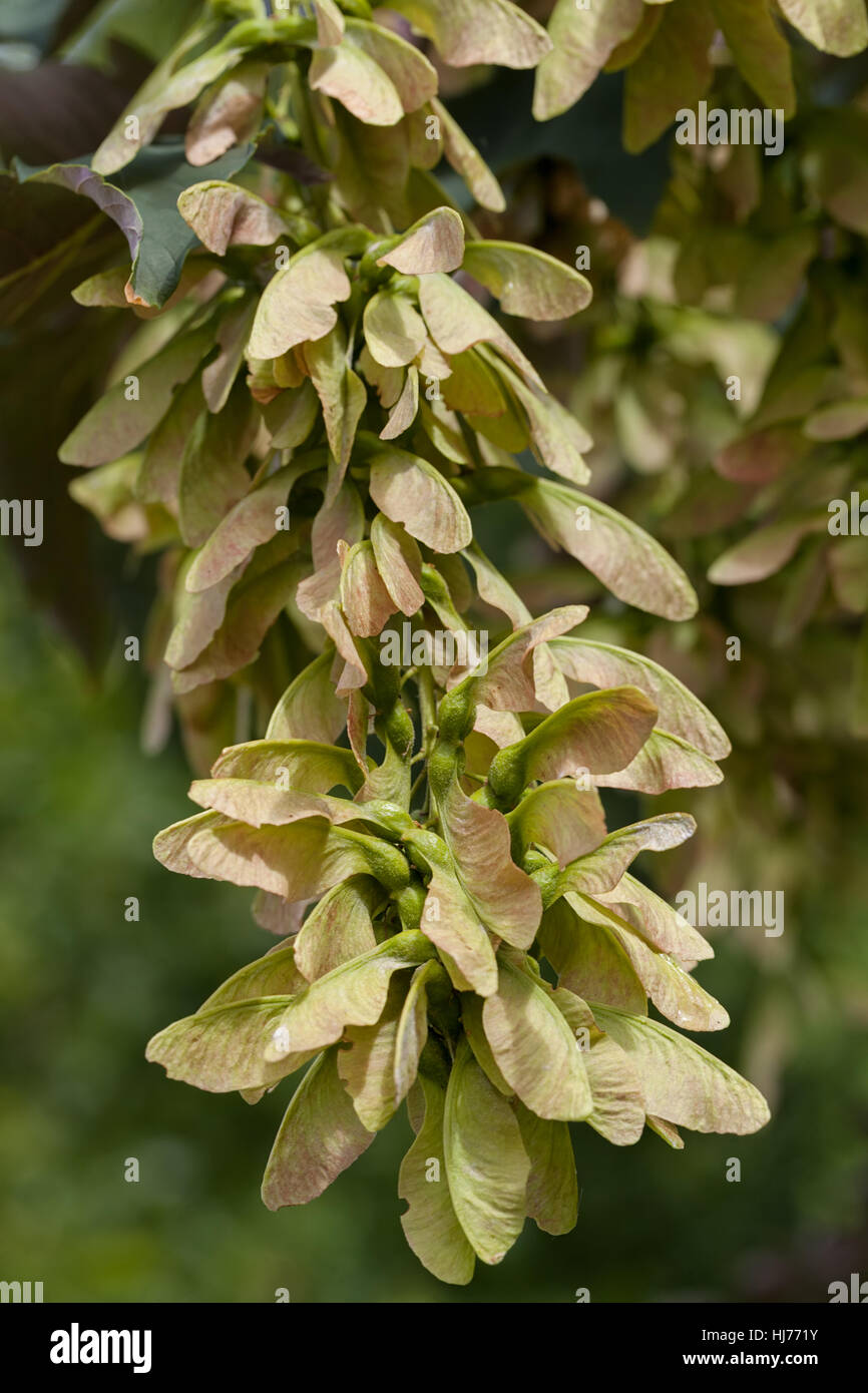 Field maple helicopter hi-res stock photography and images - Alamy
