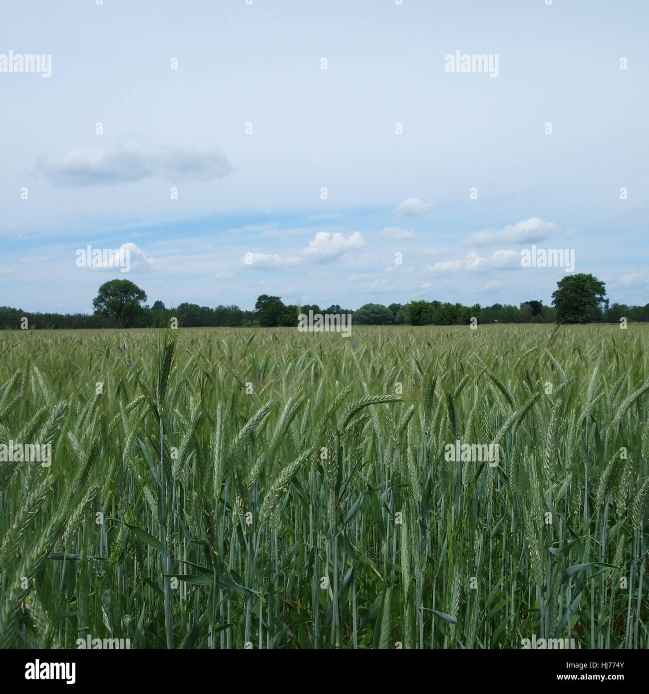 agrarian, agriculture, farming, field, corn field, nature, agrarian ...