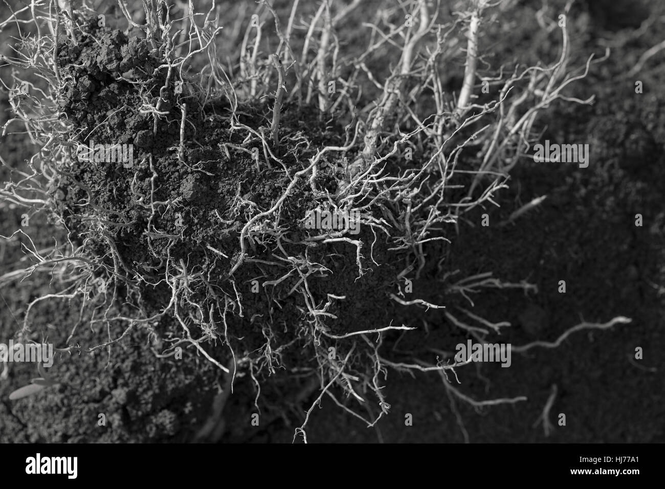 Shallow root system hi-res stock photography and images - Alamy