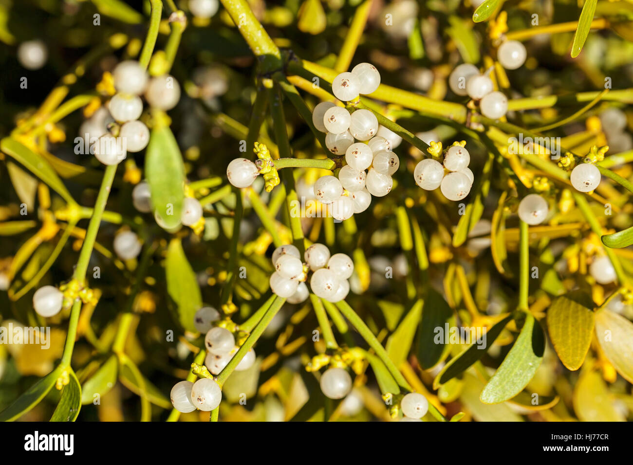 Mistletoe Plant High Resolution Stock Photography and Images - Alamy