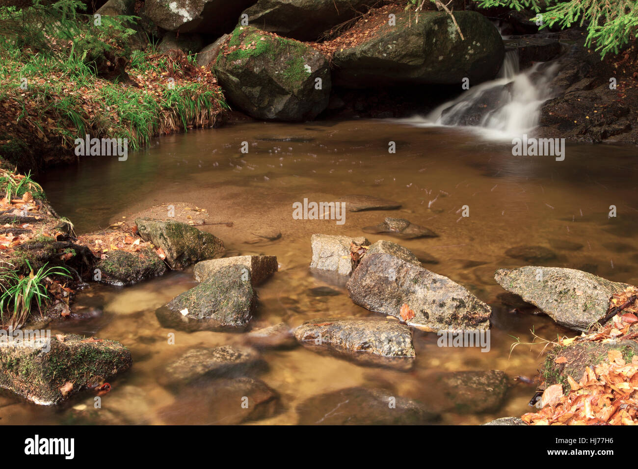 Pool Of Water Deep In The Forest Stock Photo - Alamy