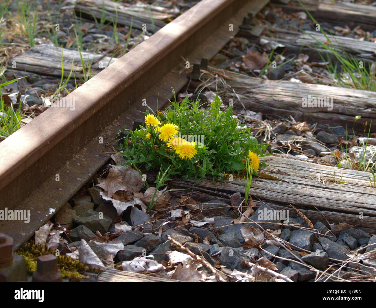 flower, plant, rail, inoperative, dandelion, railway, rails, swell ...