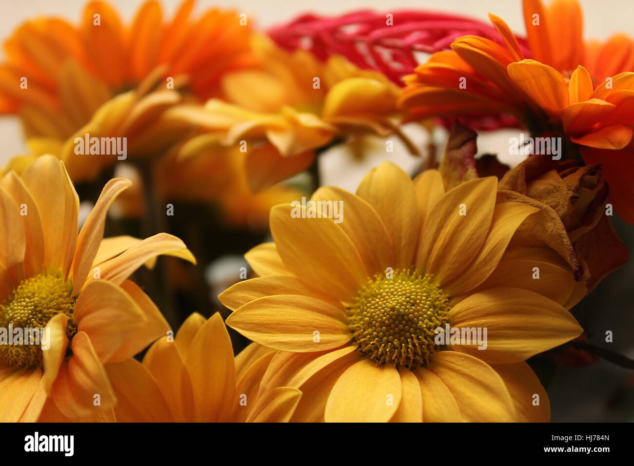 flowers / interior Stock Photo - Alamy