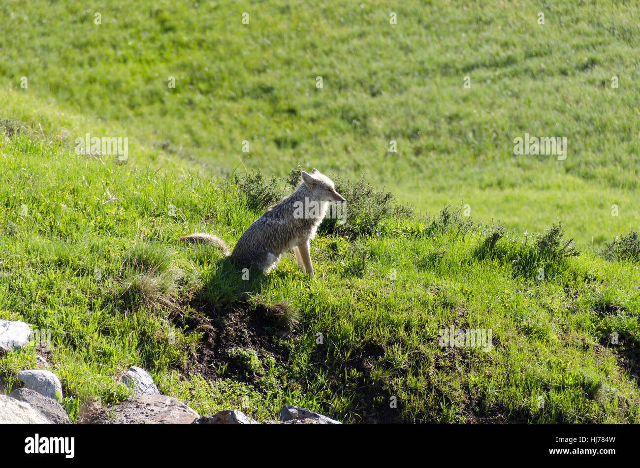 colour, animal, summer, summerly, dog, america, tail, muzzle, coyote ...
