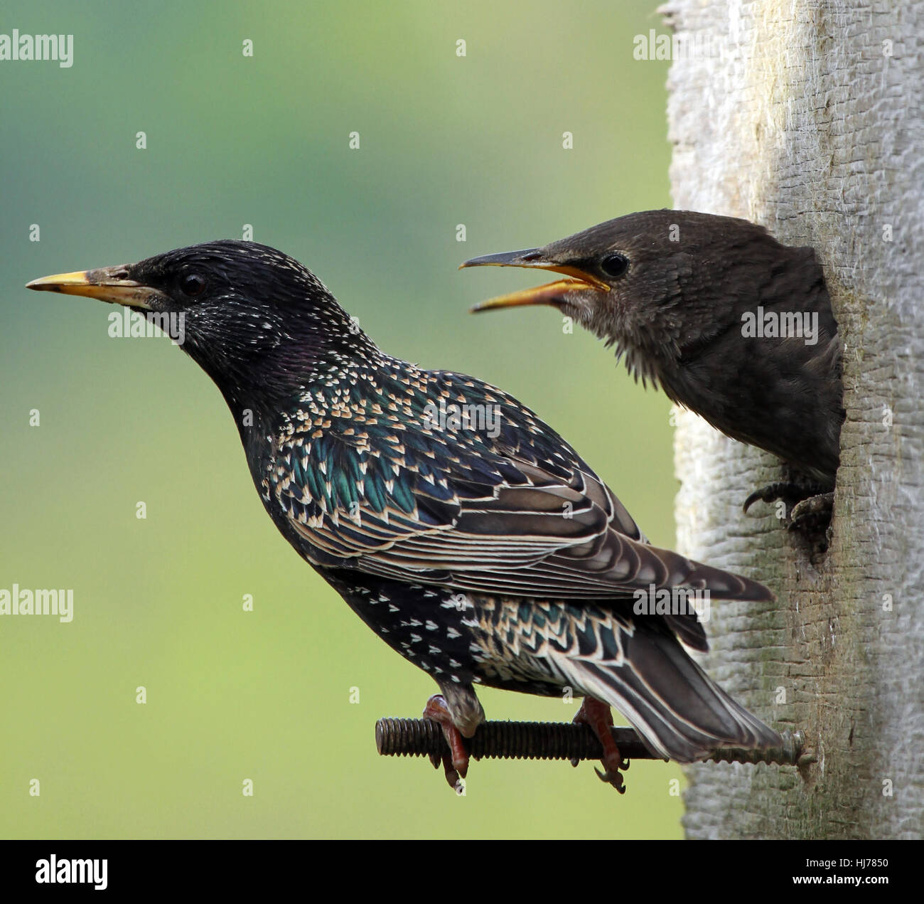 bird, birds, breeding, migrant, starling, birds of passage, spawn ...