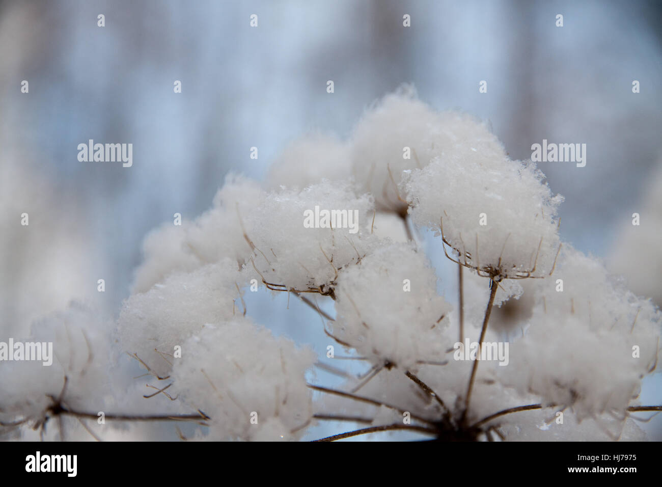 winter, cold, blank, european, caucasian, capped, icy, wintry, snow ...