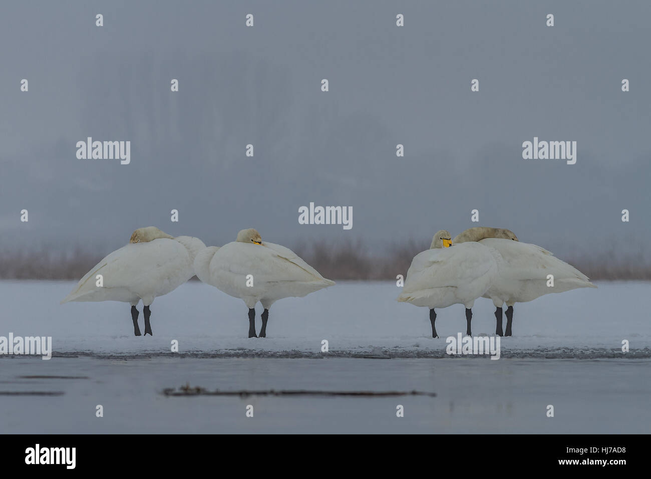 winter, animal, bird, snow, coke, cocaine, material, drug, anaesthetic ...