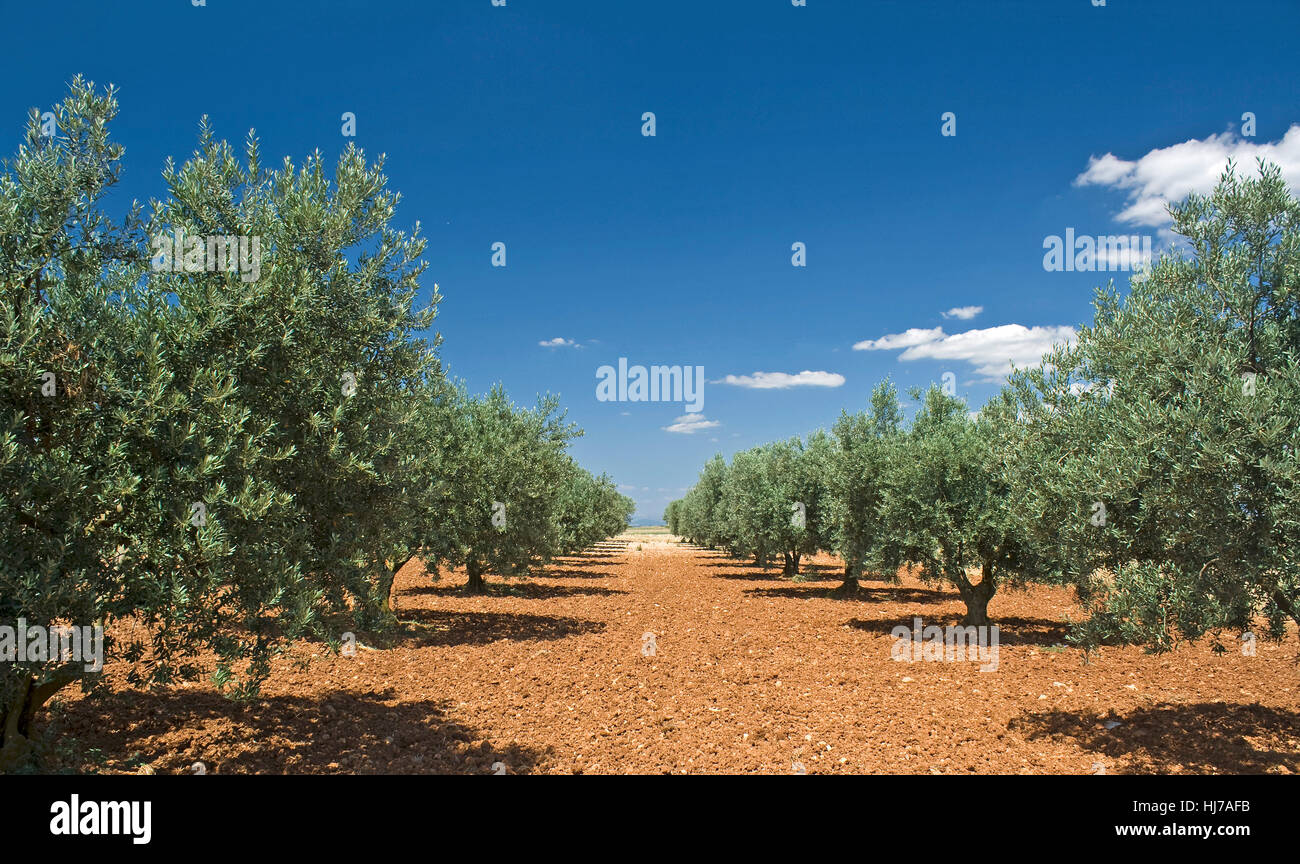 tree, france, Provence, grove, landscape, scenery, countryside, nature ...