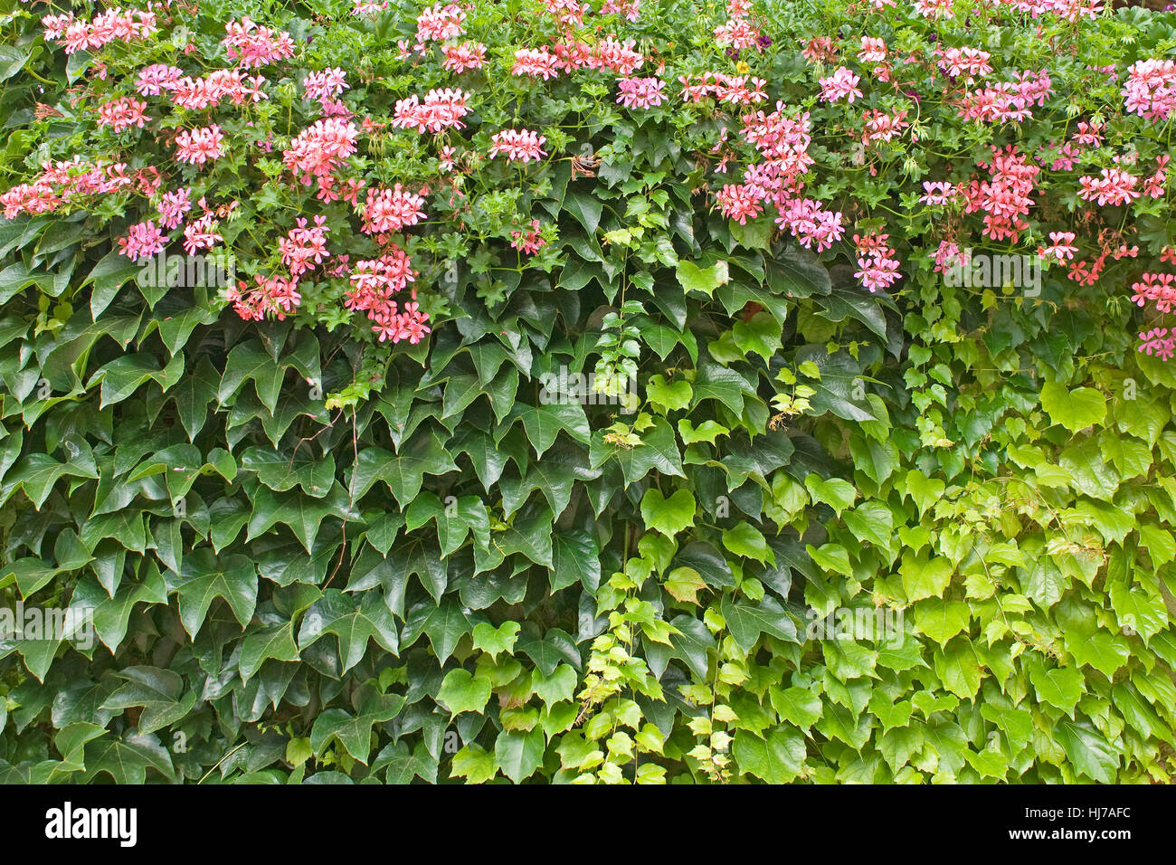 flower, plant, wall, abstract, lawn, green, backdrop, background ...