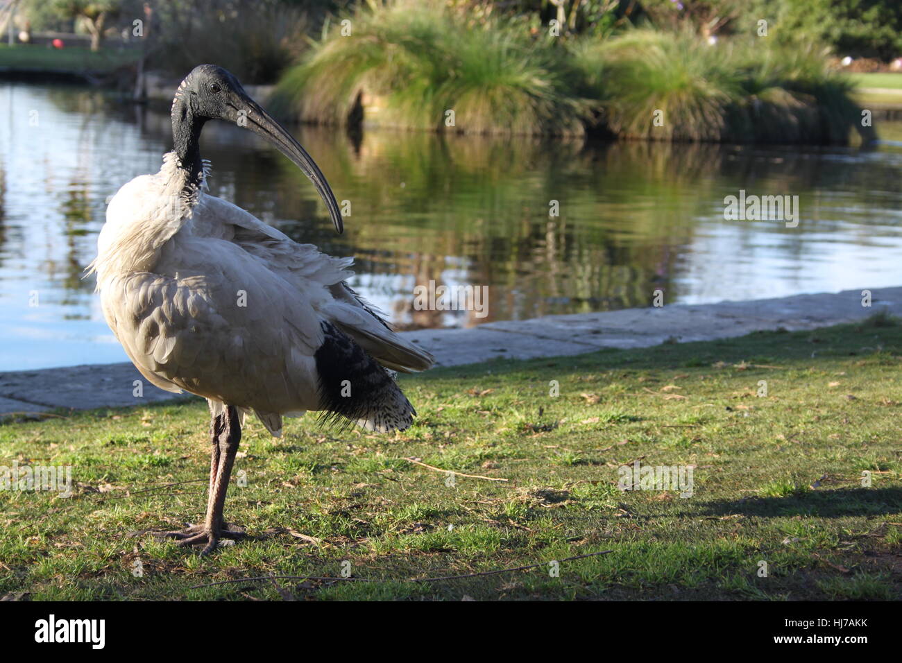 legs, tree, trees, bird, animals, australia, native, feathers, bush ...